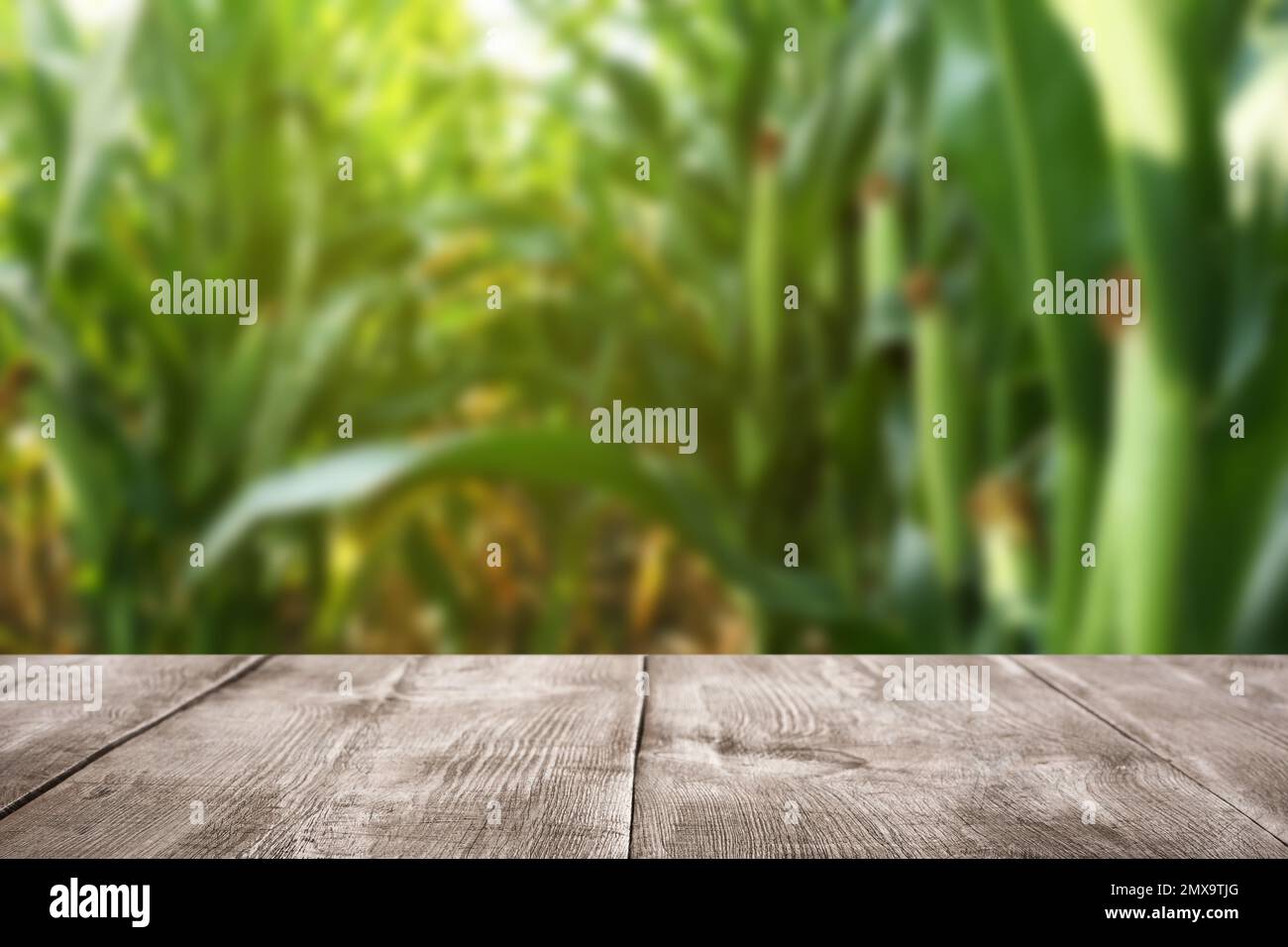 Empty wooden surface and blurred view of beautiful corn field. Space ...