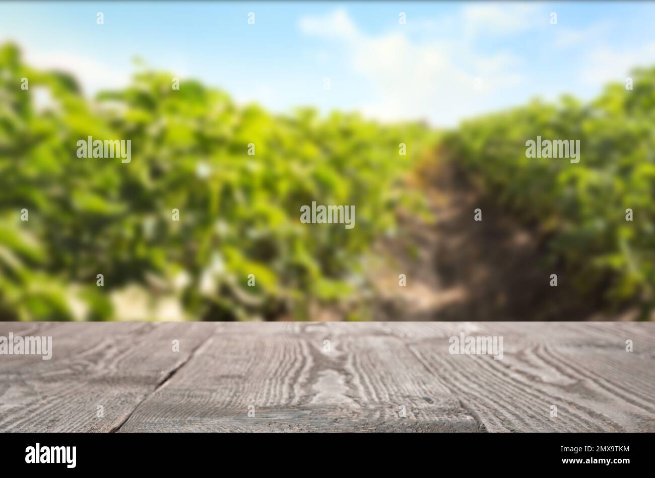 Empty wooden surface and blurred view of field of potato bushes. Space ...