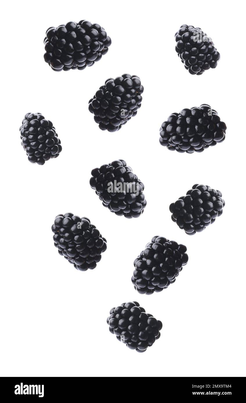 Set of ripe falling blackberries on white background Stock Photo - Alamy