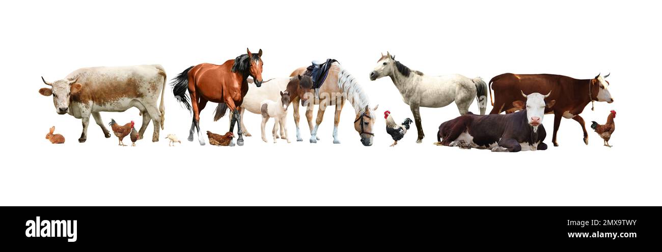 Collage of different farm animals on white background. Banner design ...