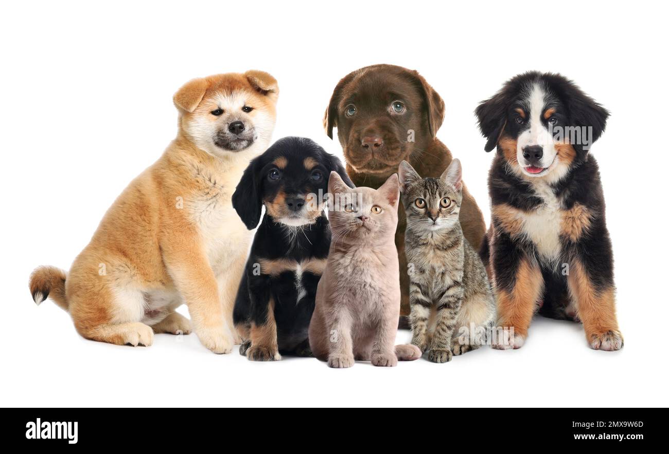 Collage with different adorable baby animals on white background Stock ...