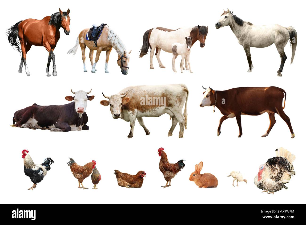 Farm Animals Collage