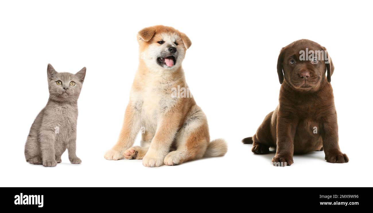 Collage with different adorable baby animals on white background Stock ...