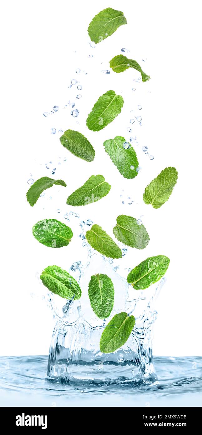Green mint leaves falling into clear water on white background Stock ...