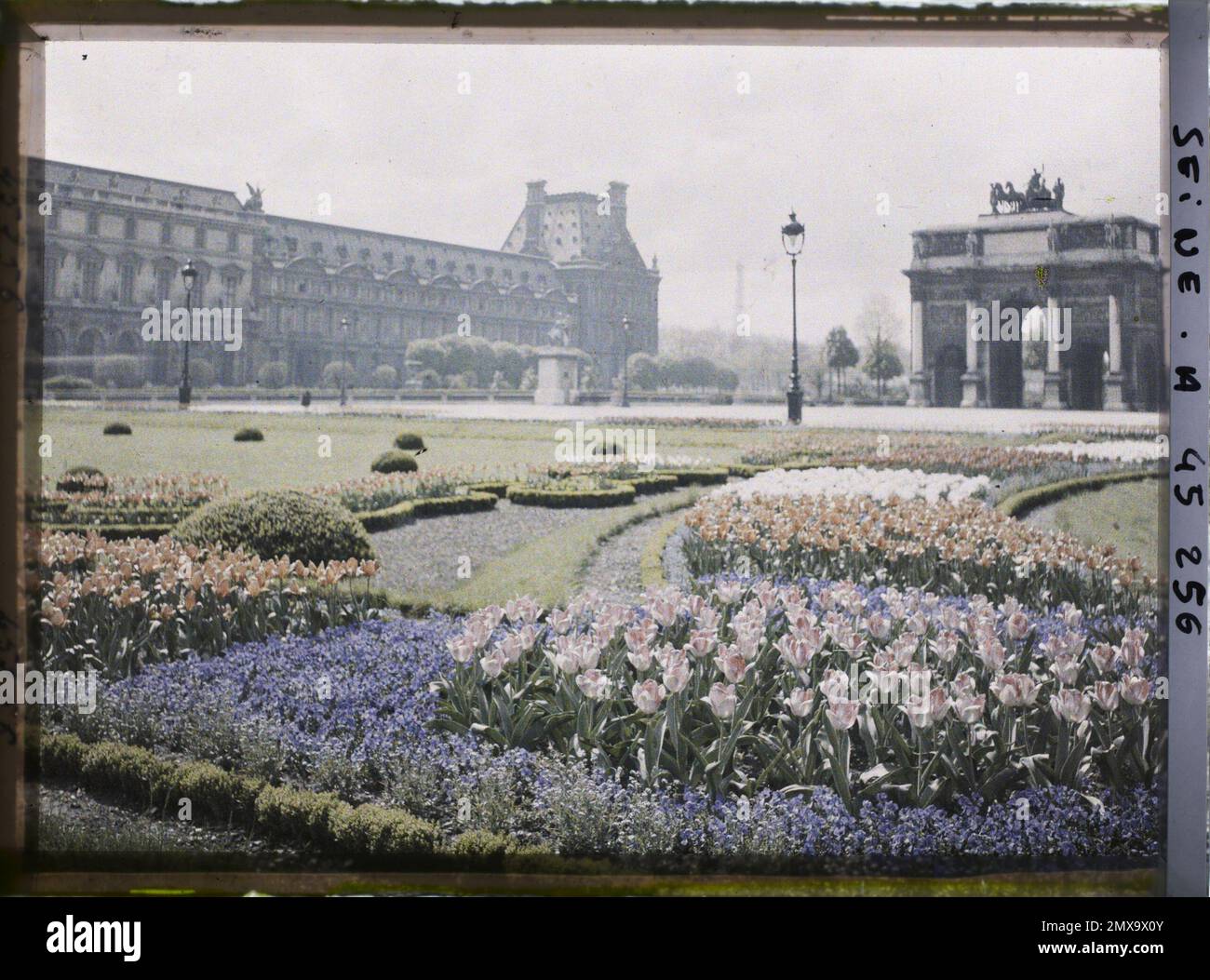 Tulips at tuileries garden hi-res stock photography and images - Alamy