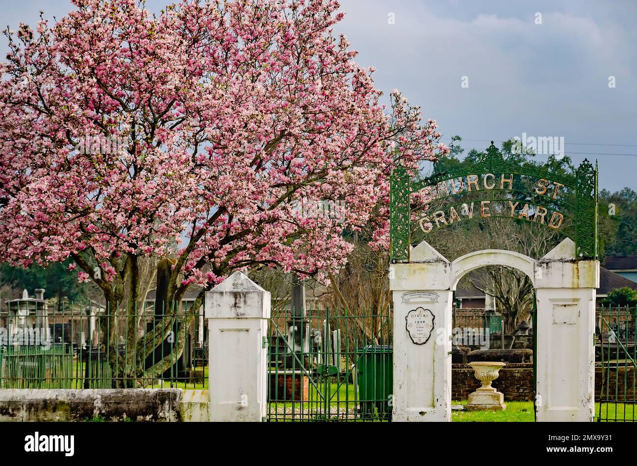 A Japanese magnolia (Magnolia liliiflora) blooms at the entrance to ...