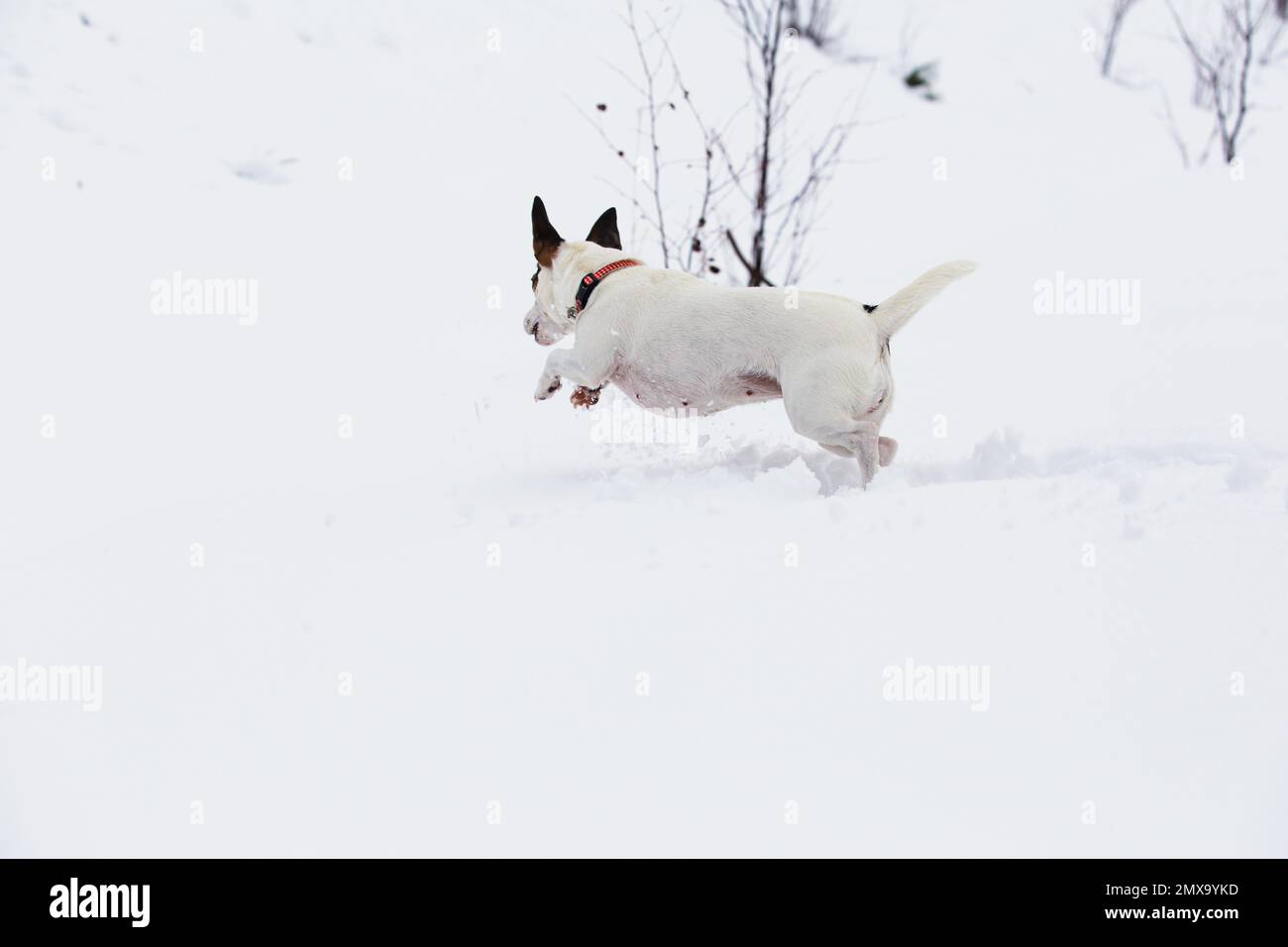 Jack Russell Terrier dog in snow Stock Photo - Alamy