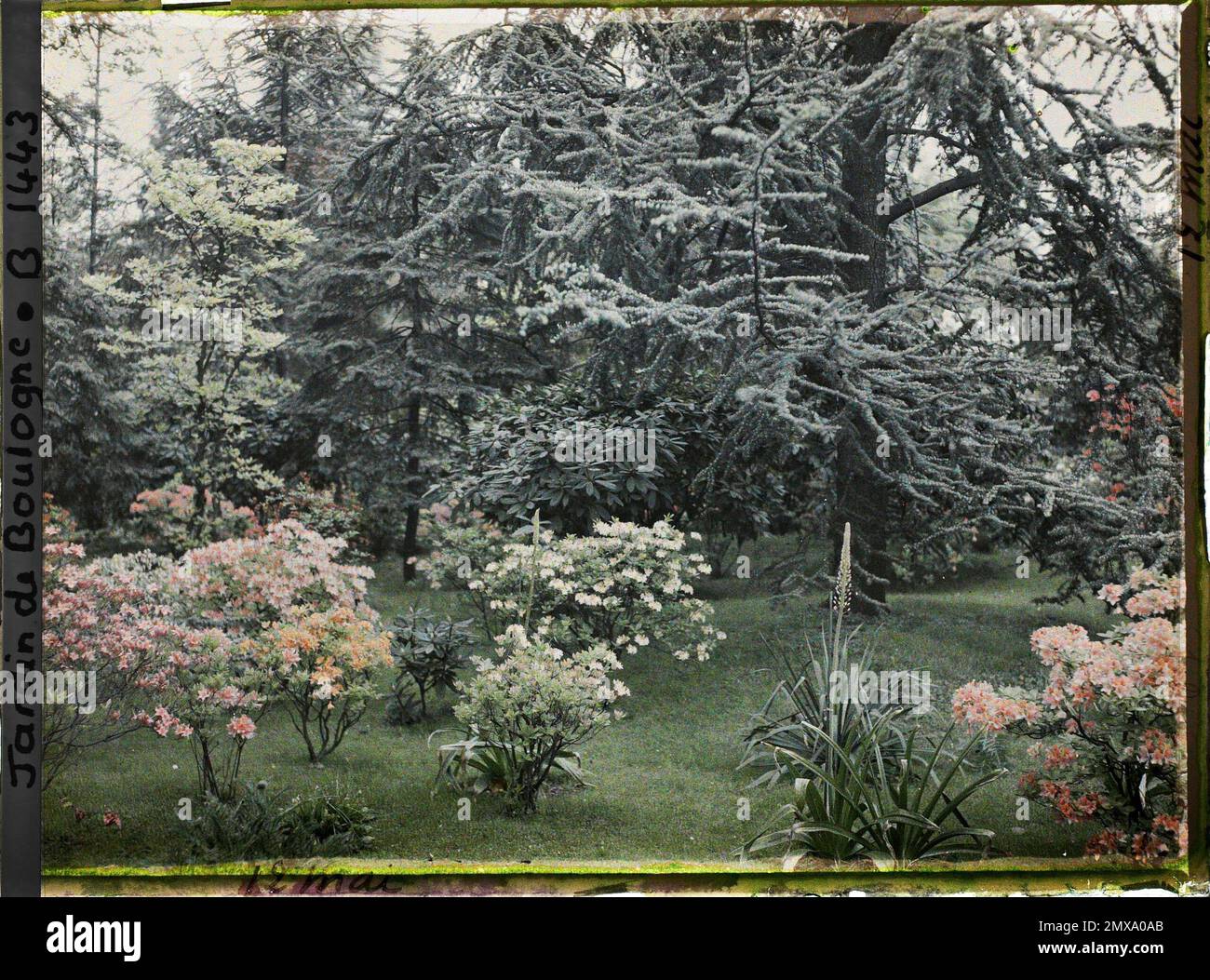 Property of Albert Kahn, Boulogne, Azalée France on the lawn that ...