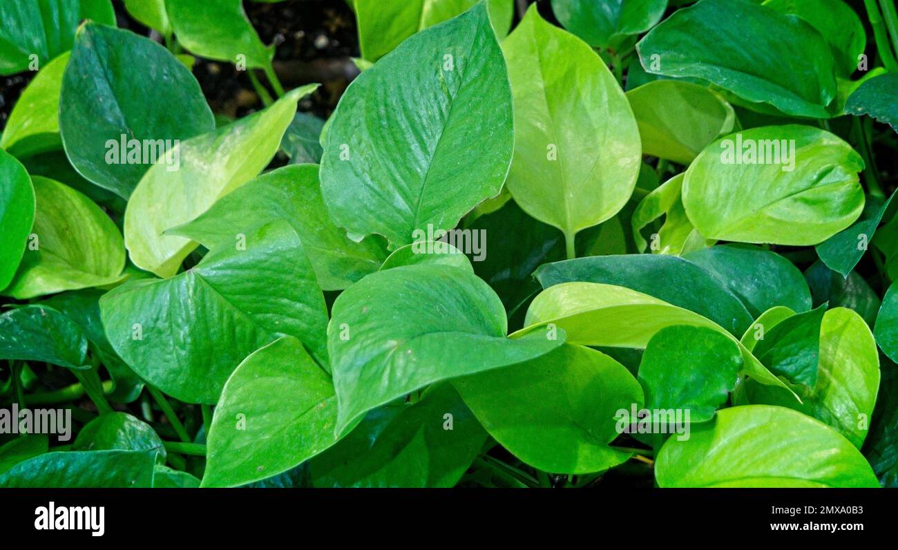 Devonian gardens hi-res stock photography and images - Alamy