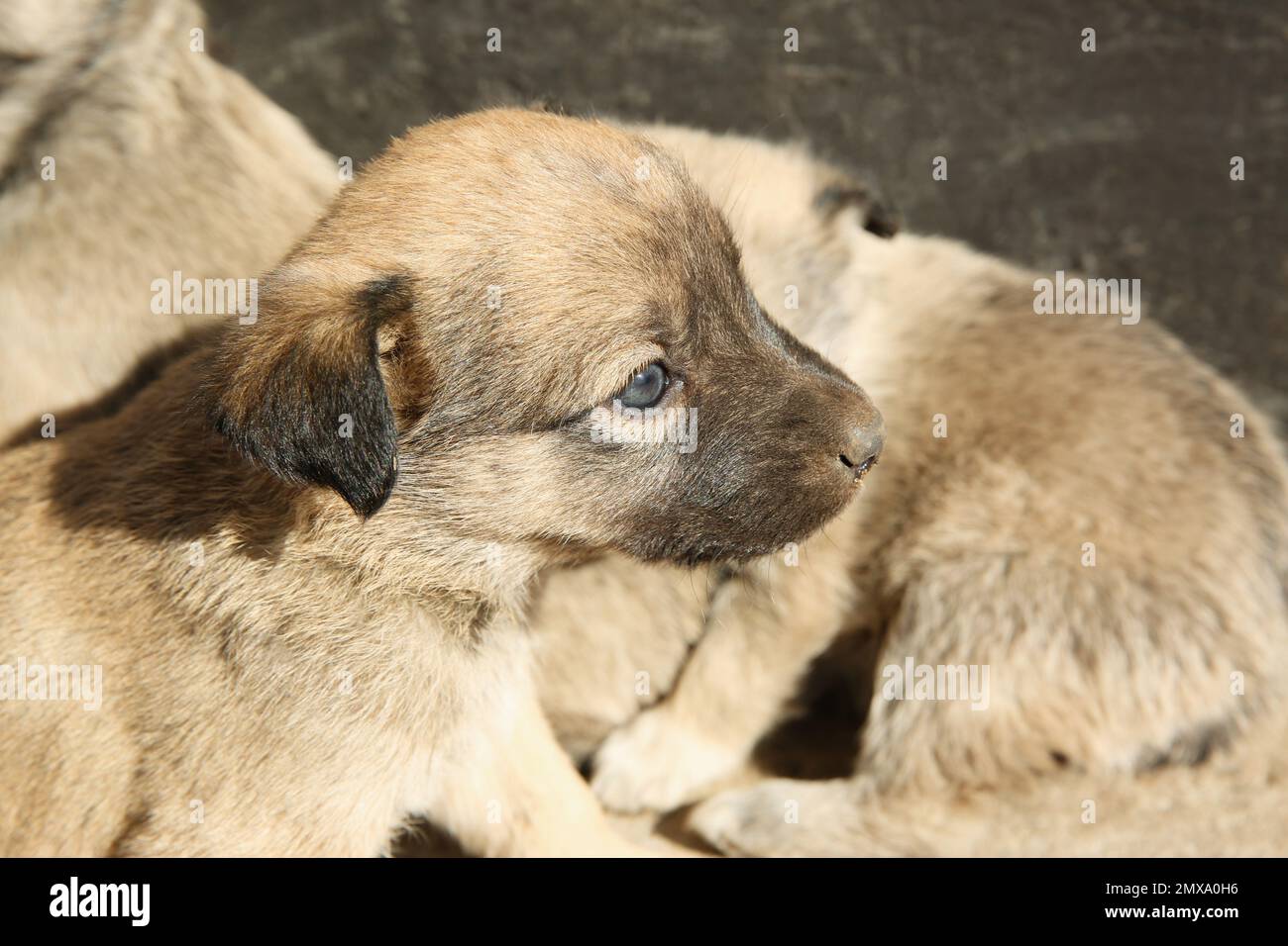 Feral puppies hi-res stock photography and images - Alamy