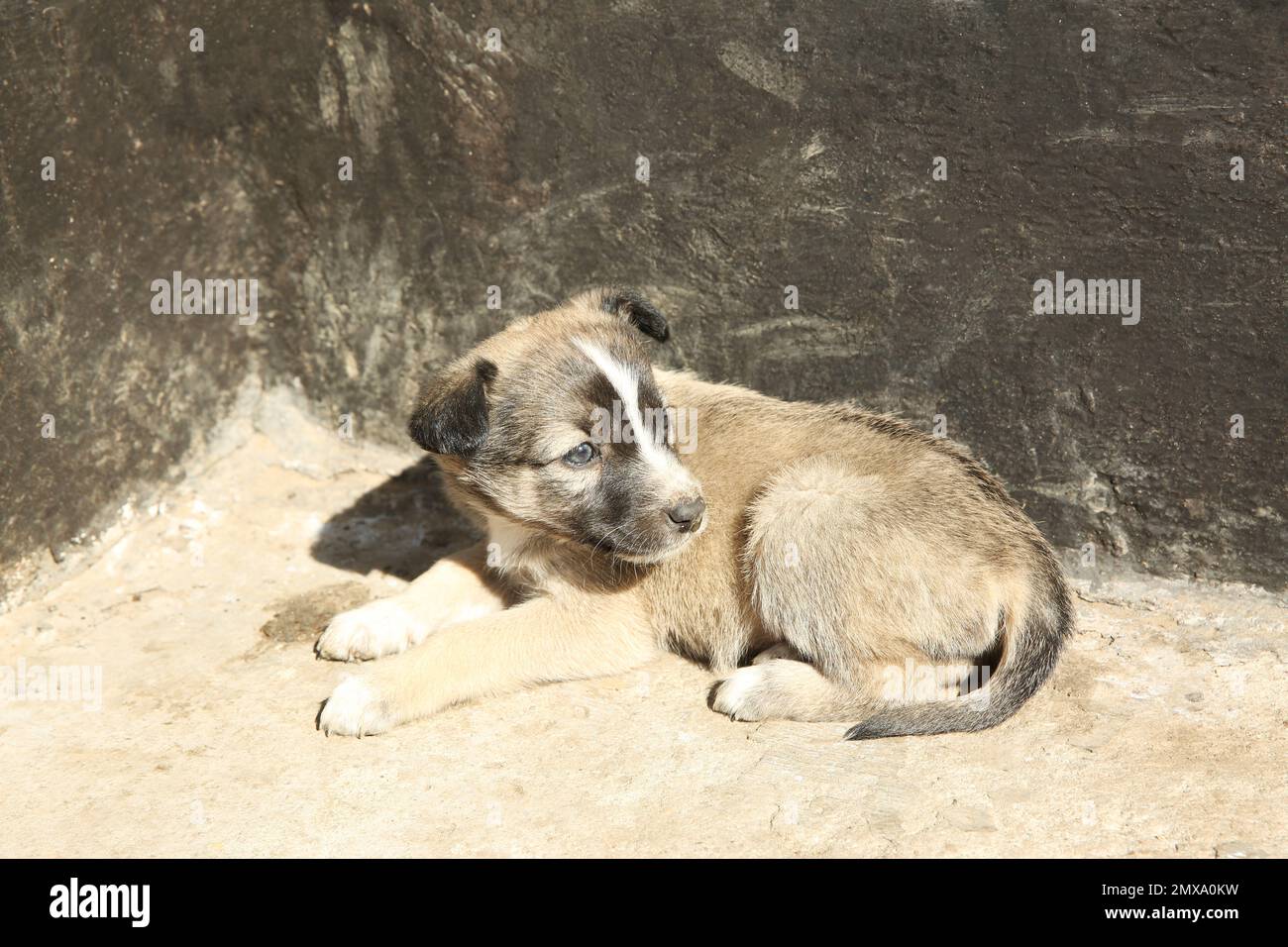 Adorable stray animal hi-res stock photography and images - Alamy