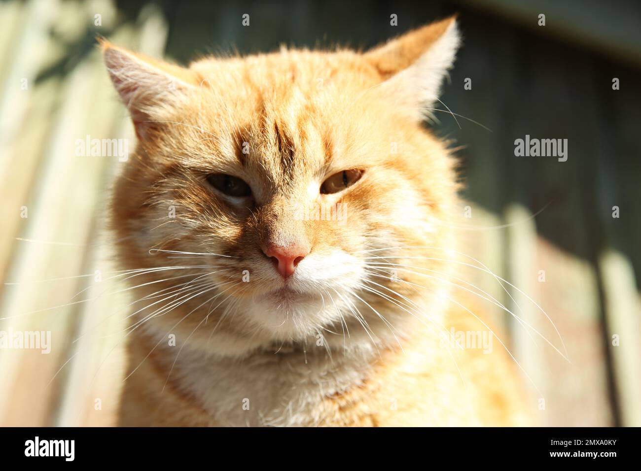 Ginger stray cat hi-res stock photography and images - Alamy