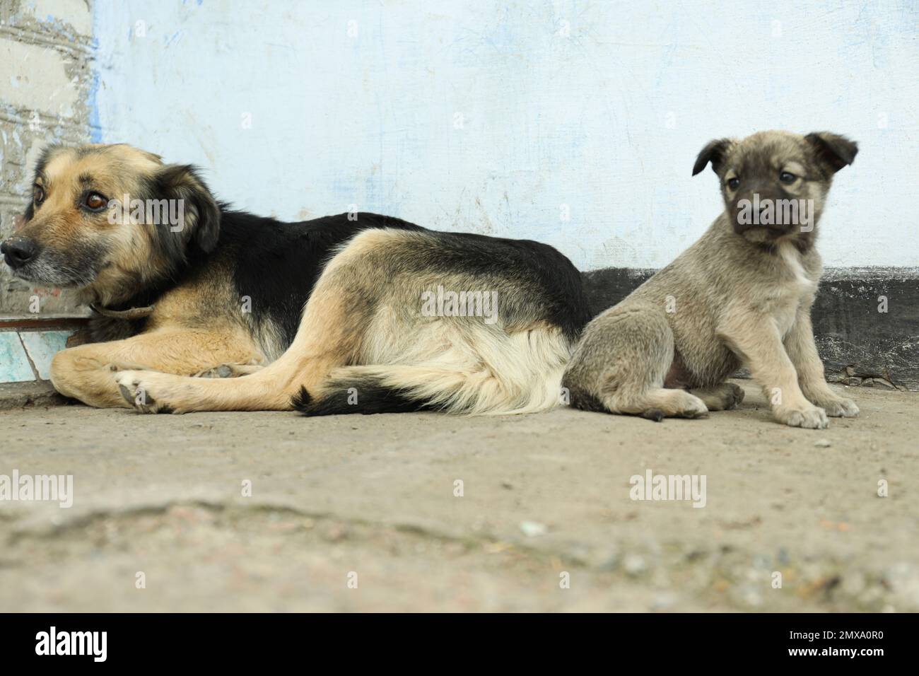 Homeless puppy sitting near dog outdoors. Baby animal Stock Photo - Alamy