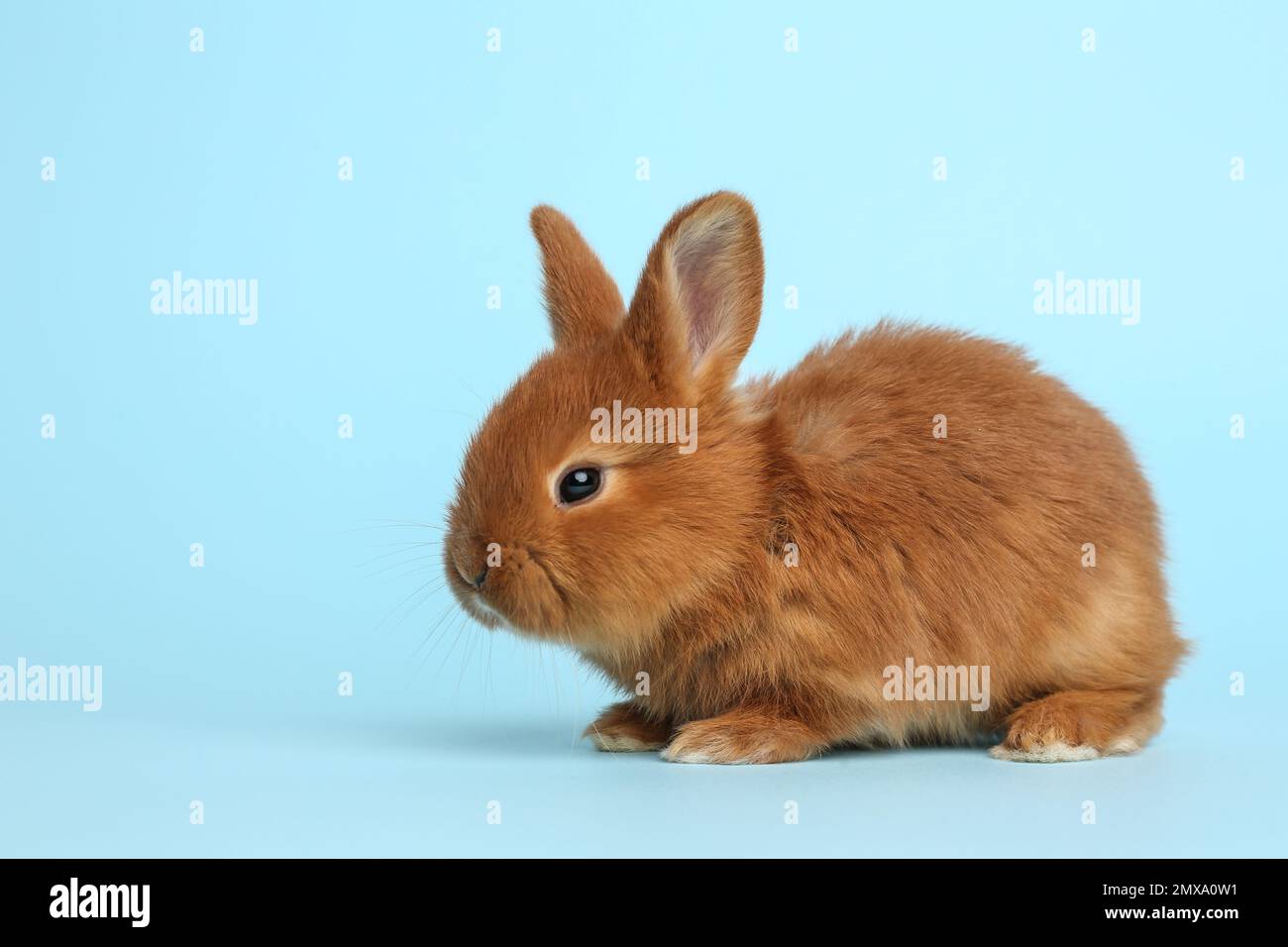 Adorable fluffy bunny on light blue background. Easter symbol Stock ...