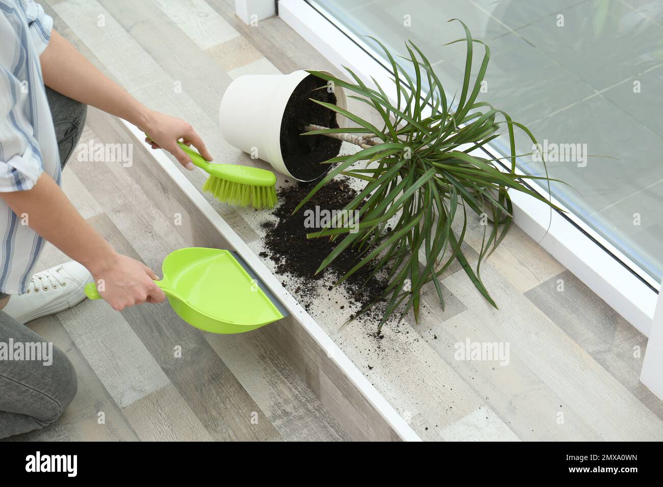 Woman cleaning window sill from soil at home, closeup Stock Photo - Alamy