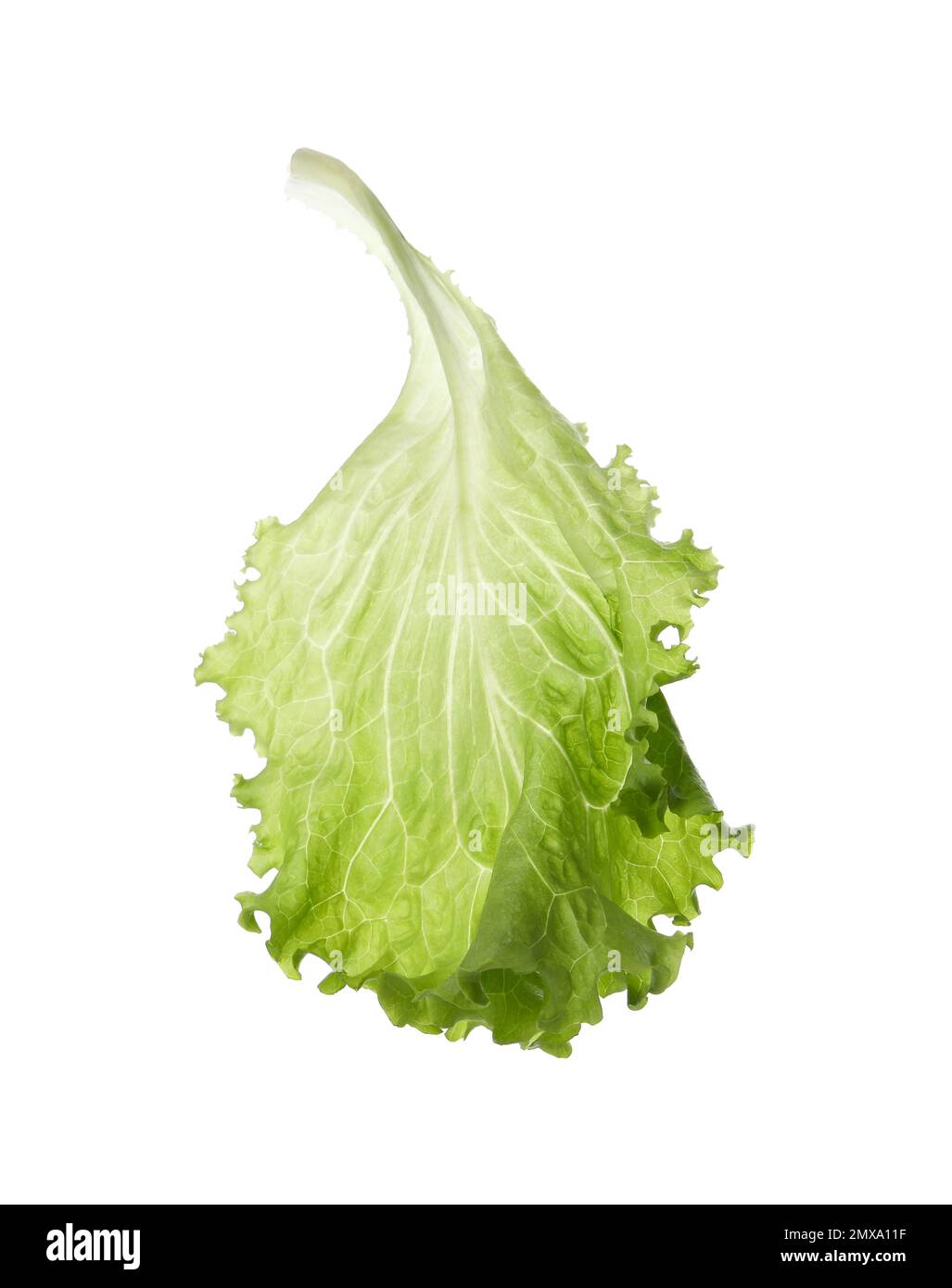 Modern lettuce Cut Out Stock Images & Pictures - Alamy