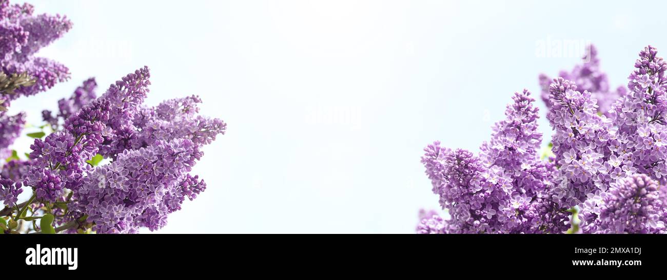 Beautiful blossoming lilac flowers on sunny spring day, space for text ...