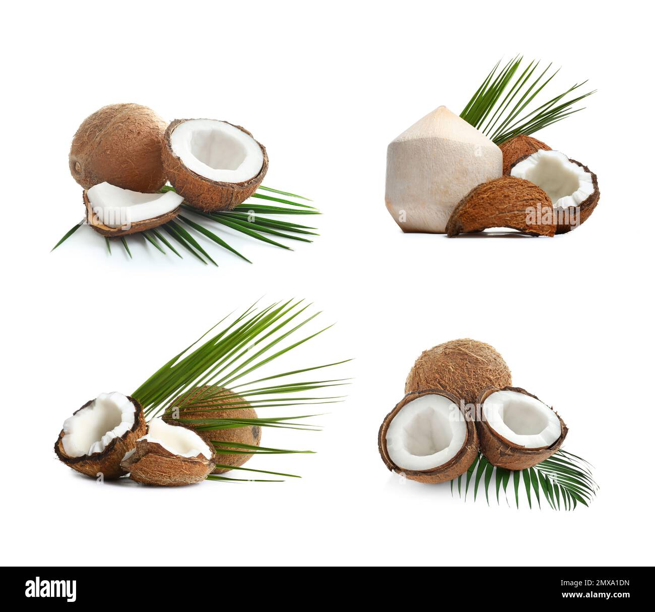 Set of ripe coconuts isolated on white Stock Photo - Alamy