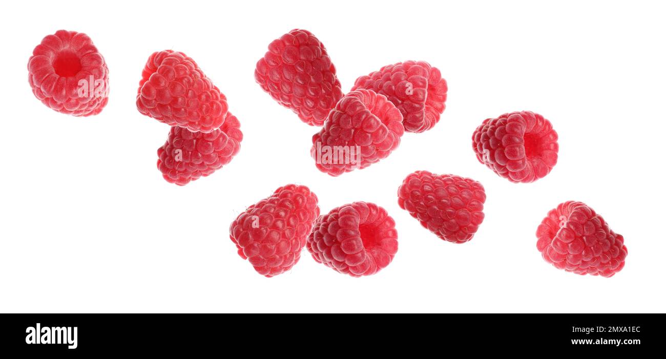 Set of falling sweet raspberries on white background. Banner design ...