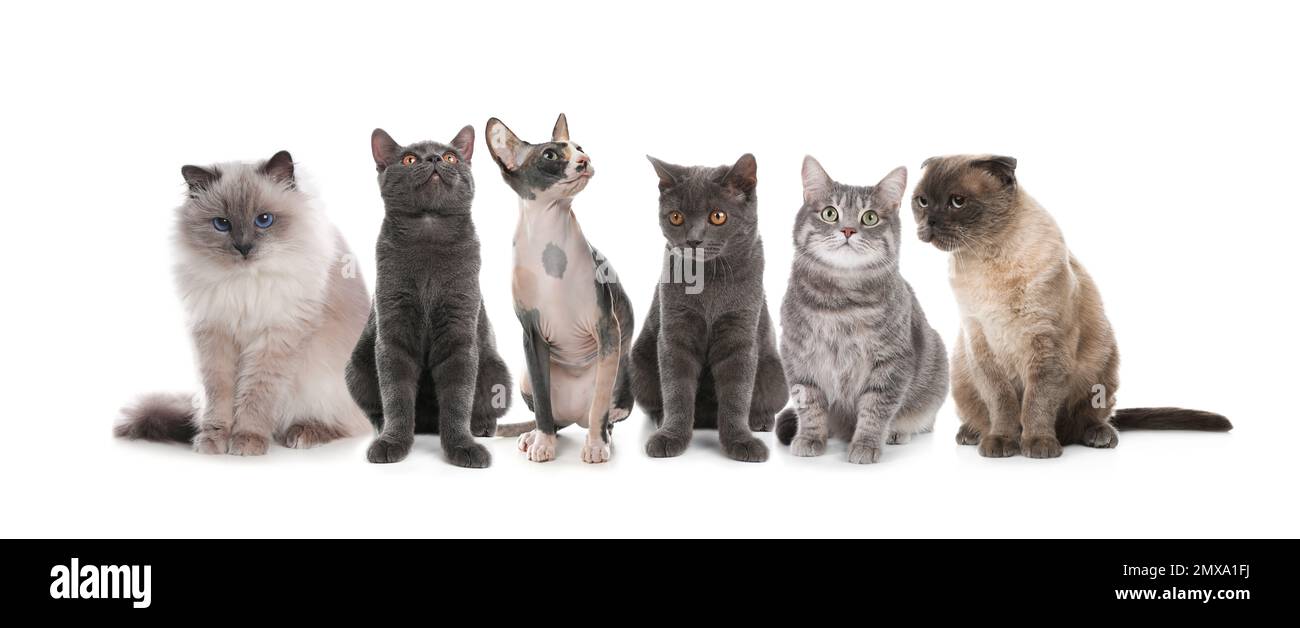 Adorable cats on white background. Banner design Stock Photo - Alamy