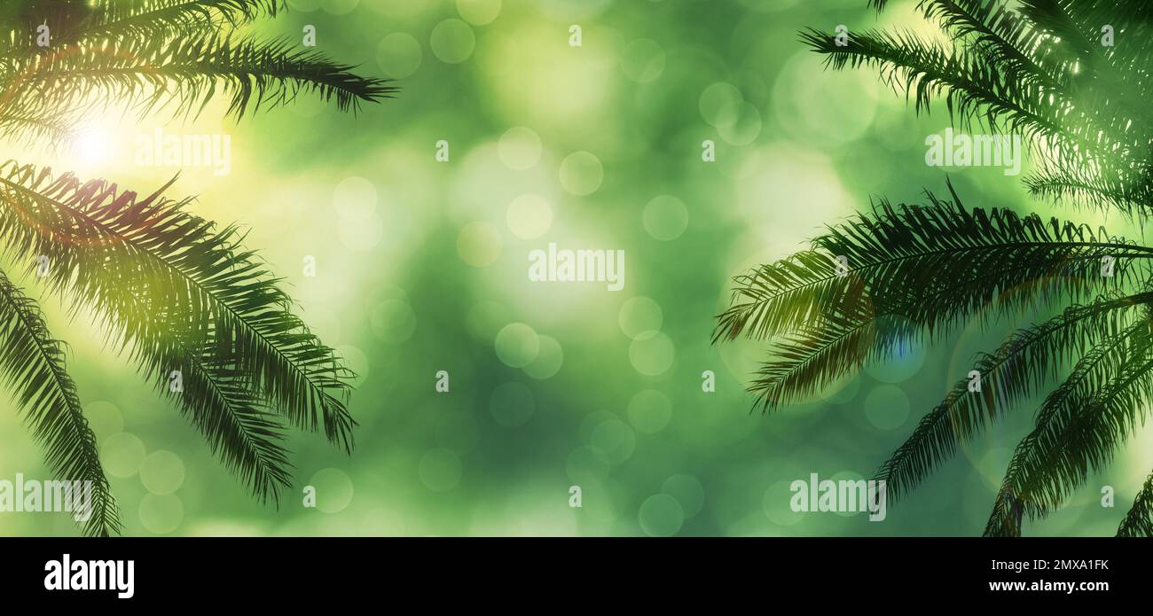 Beautiful tropical palm trees outdoors. Banner design Stock Photo - Alamy