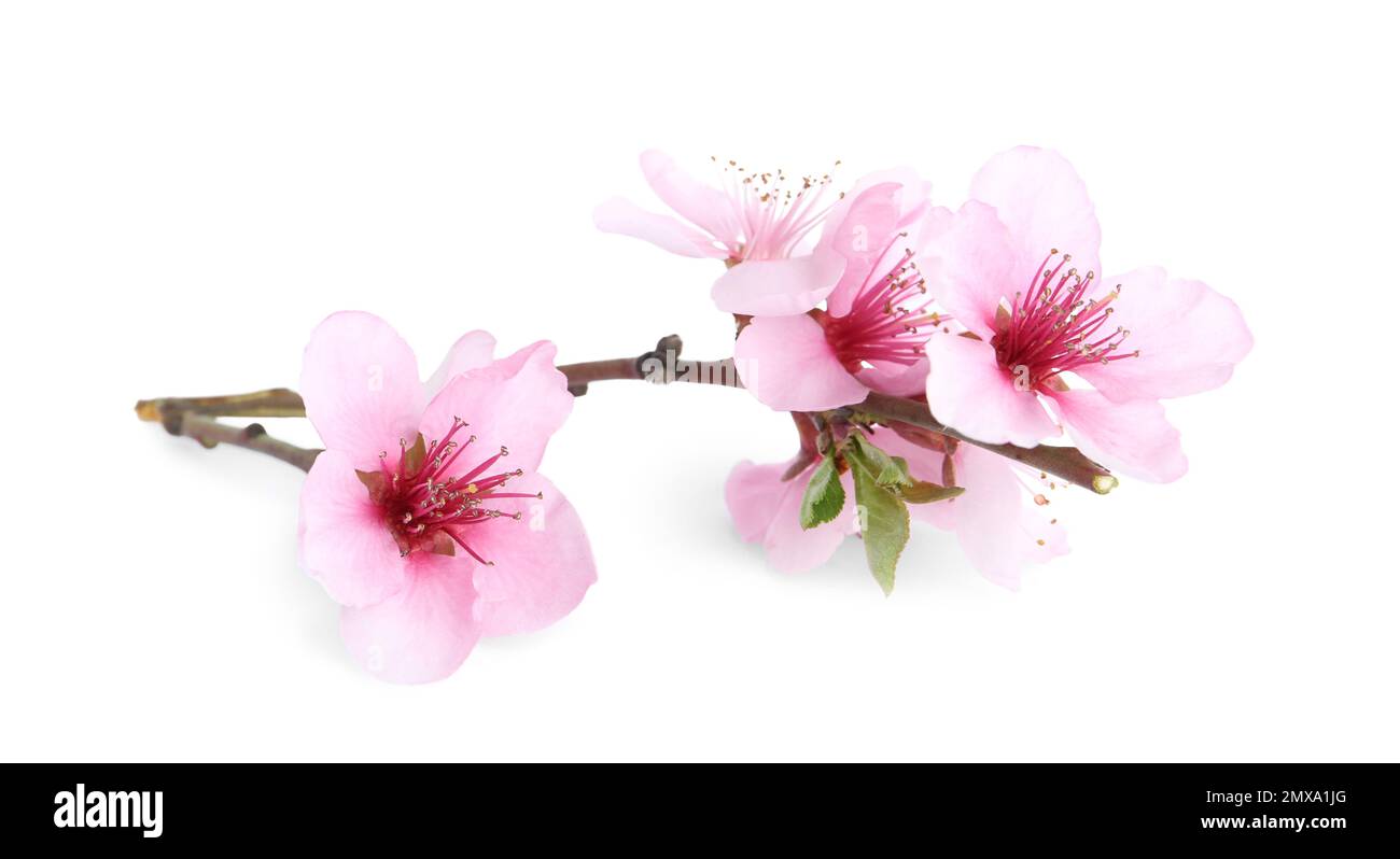 Tree branch with blossom isolated on white. Spring season Stock Photo ...