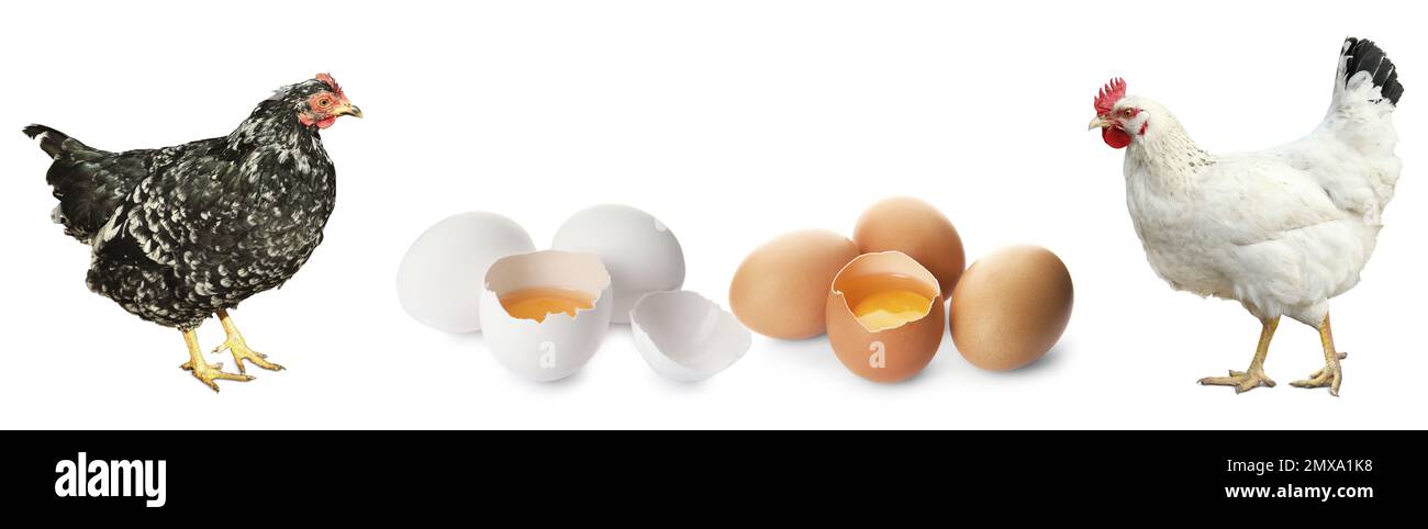 Collage with chickens and eggs on white background. Banner design Stock ...