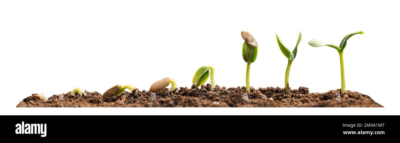 Stages of growing seedling in soil on white background. Banner design ...