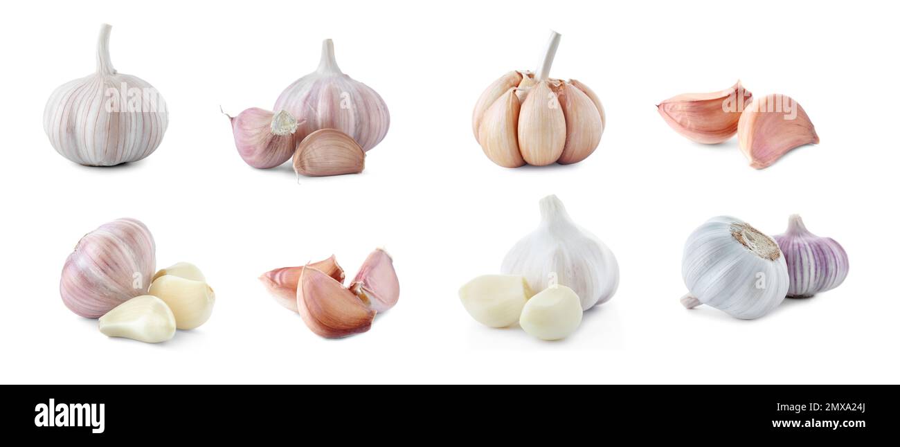 Set of fresh garlic on white background. Banner design Stock Photo - Alamy