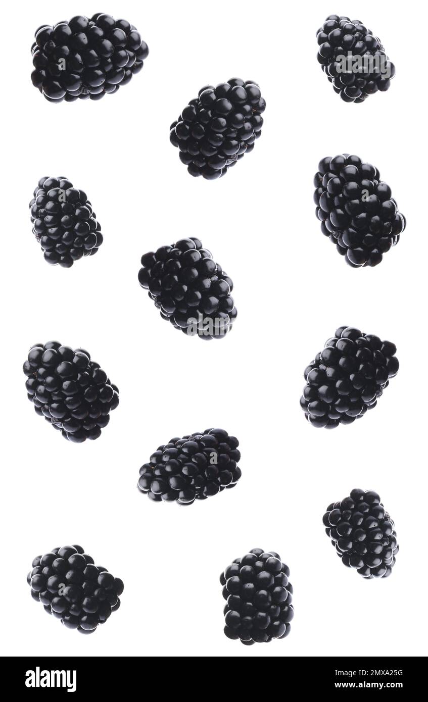Set of ripe falling blackberries on white background Stock Photo - Alamy