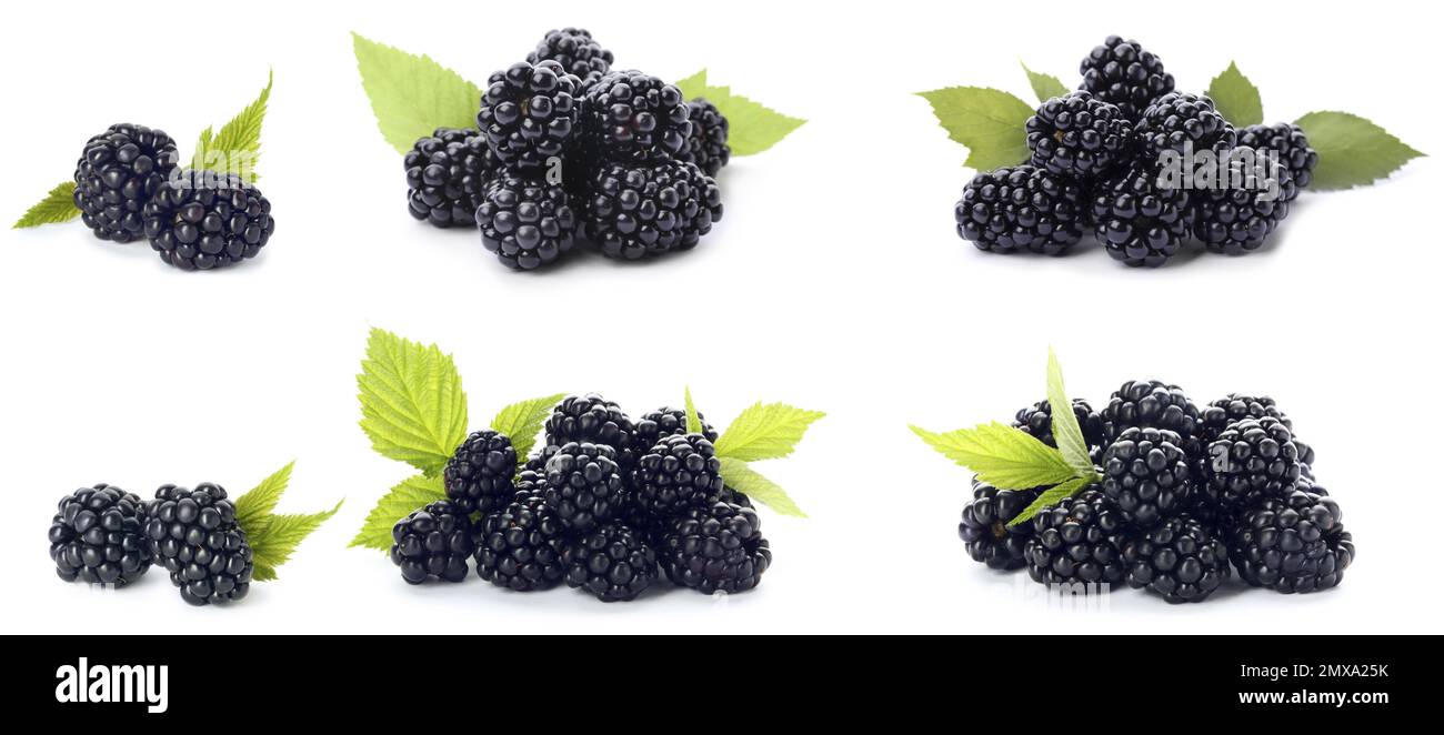Set of ripe blackberries on white background Stock Photo - Alamy