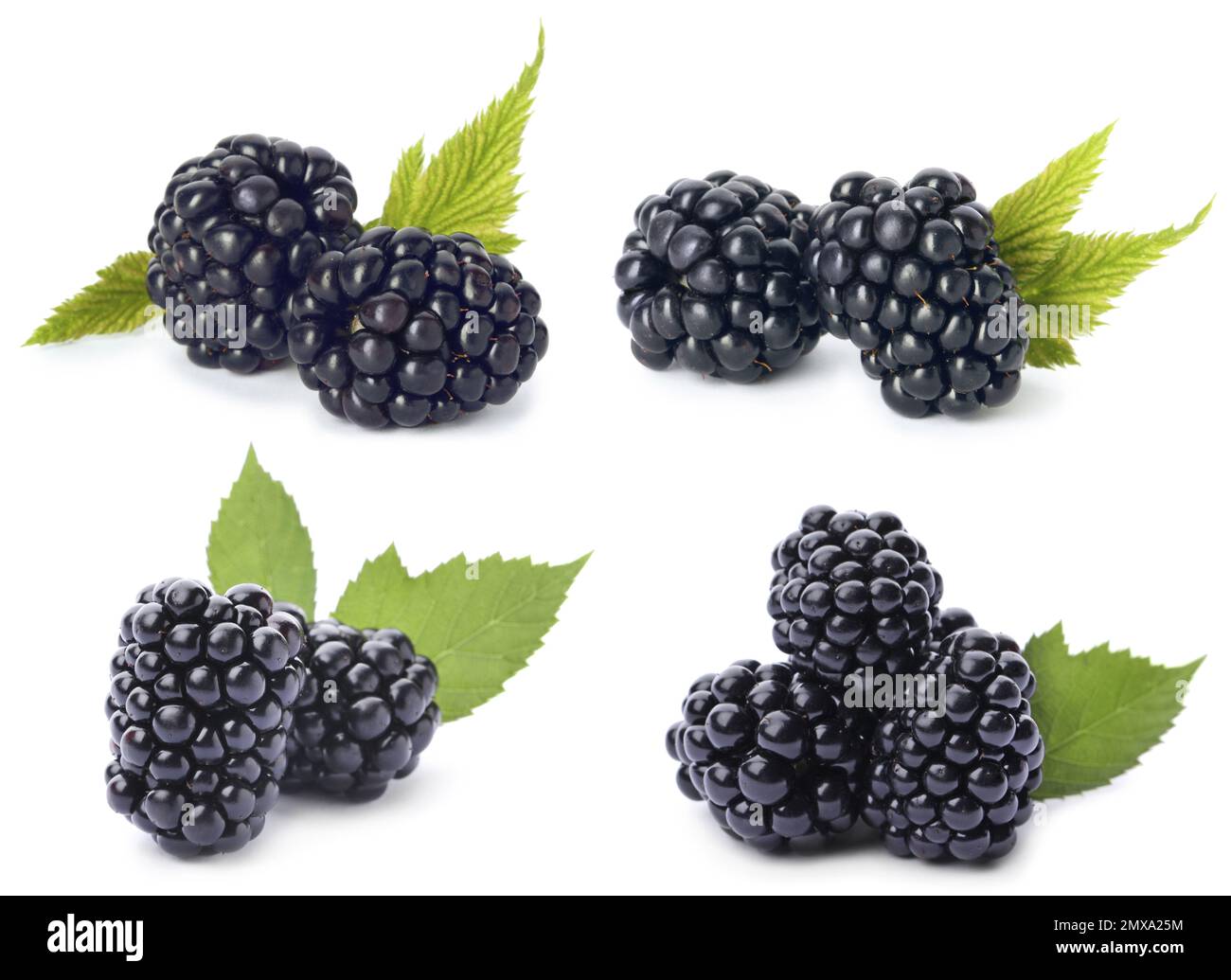 Set of ripe blackberries on white background Stock Photo - Alamy