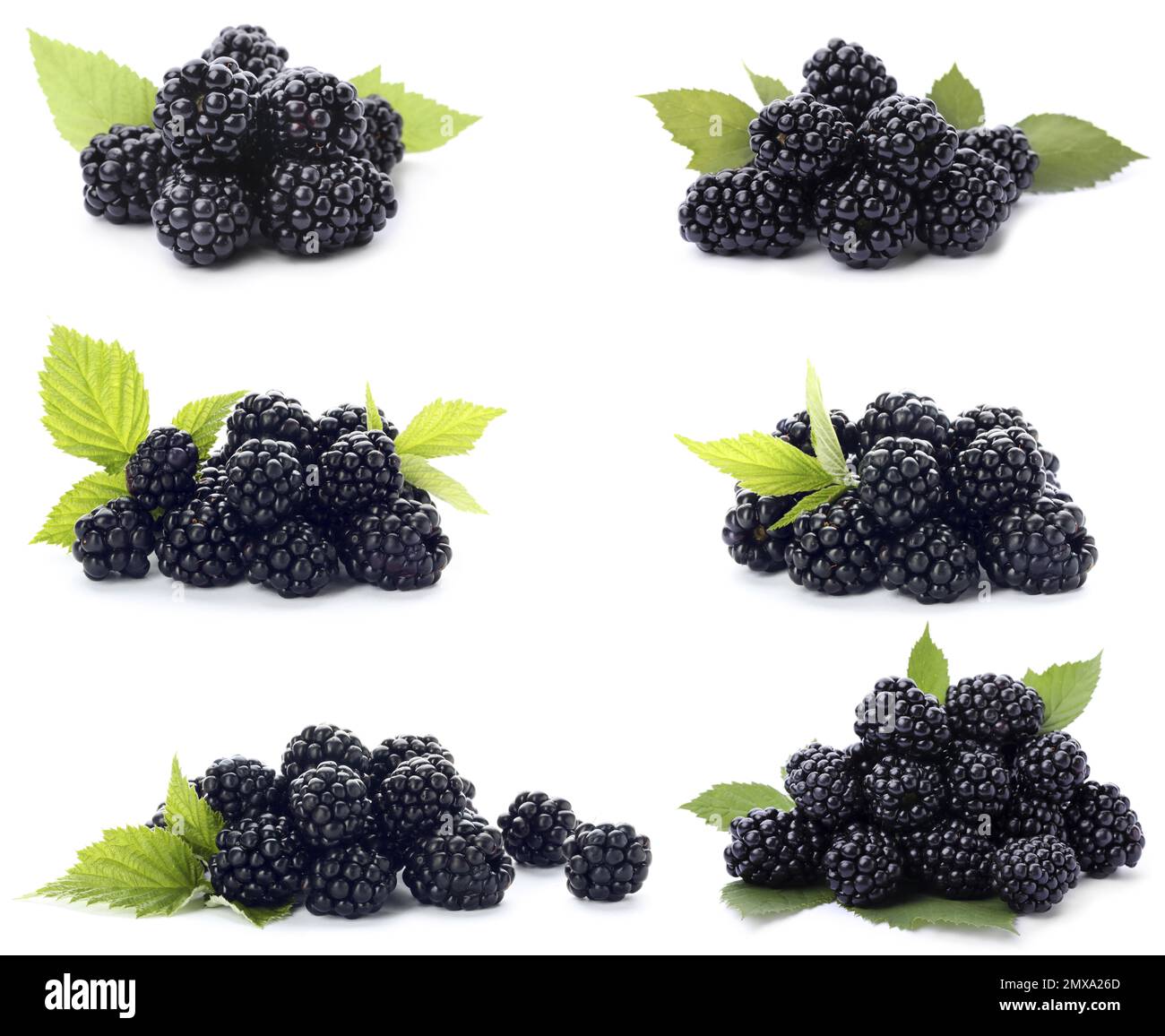 Set of ripe blackberries on white background Stock Photo - Alamy