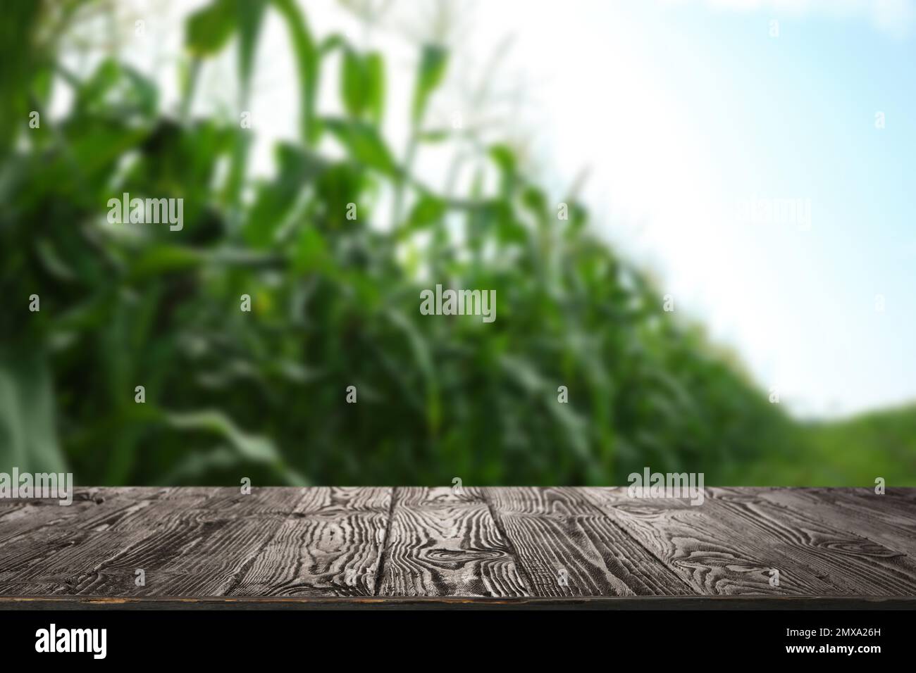 Empty wooden surface and blurred view of corn plants field. Space for ...