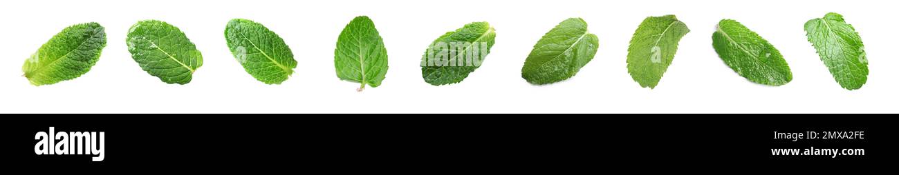 Set with green leaves of fresh mint on white background. Banner design ...