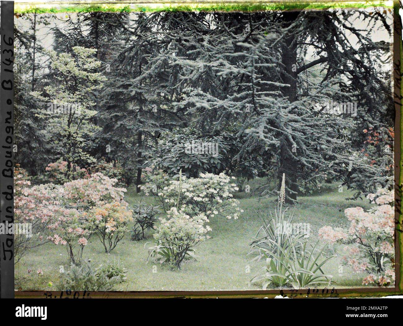 Property of Albert Kahn, Boulogne, Azalée France on the lawn that ...