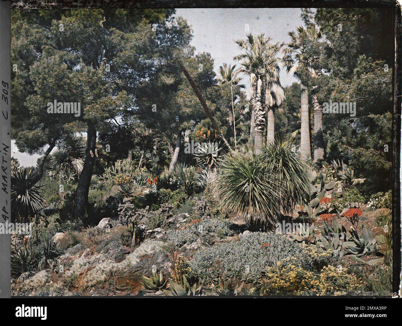 Cap Martin , France , 1914 - Cap Martin - Auguste Léon - (March Stock ...