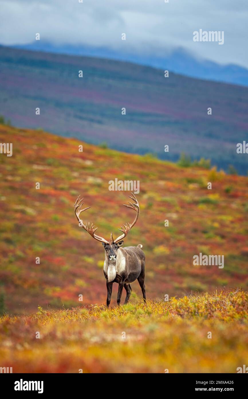 Alaska trophy caribou hi-res stock photography and images - Alamy