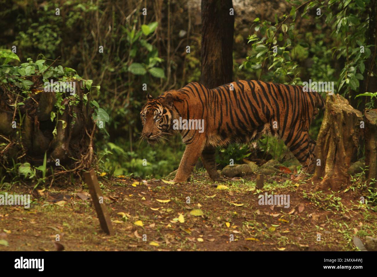 Mammal with stripes hi-res stock photography and images - Alamy