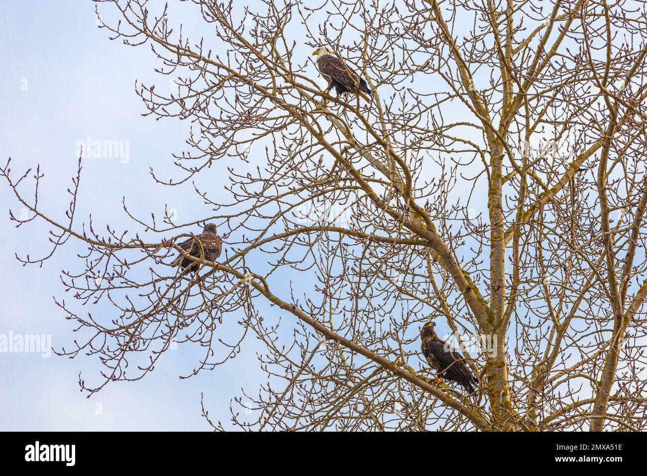 Family two bald eagle hi-res stock photography and images - Alamy