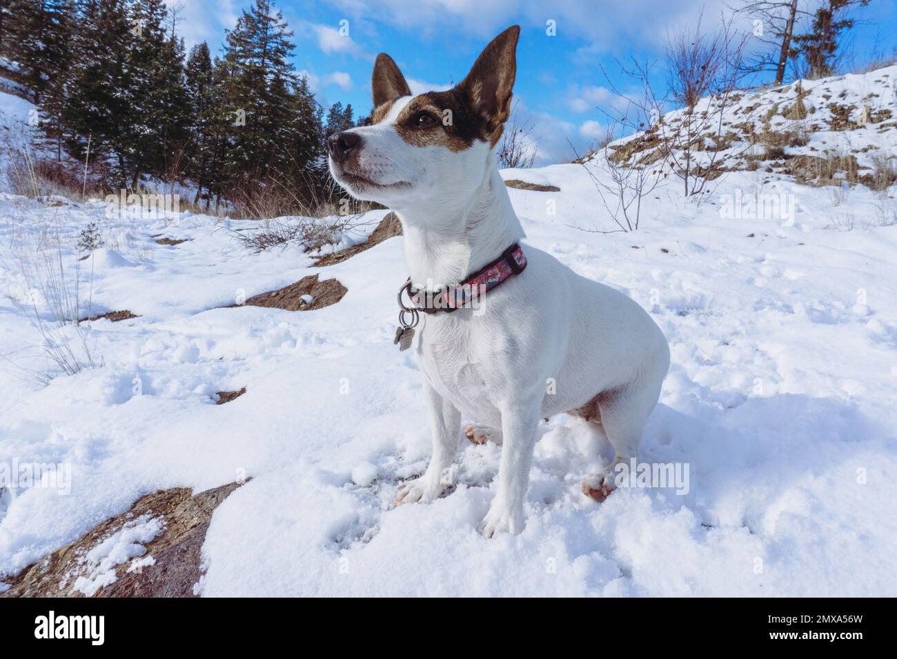 Jack Russell Terrier dog in snow Stock Photo - Alamy