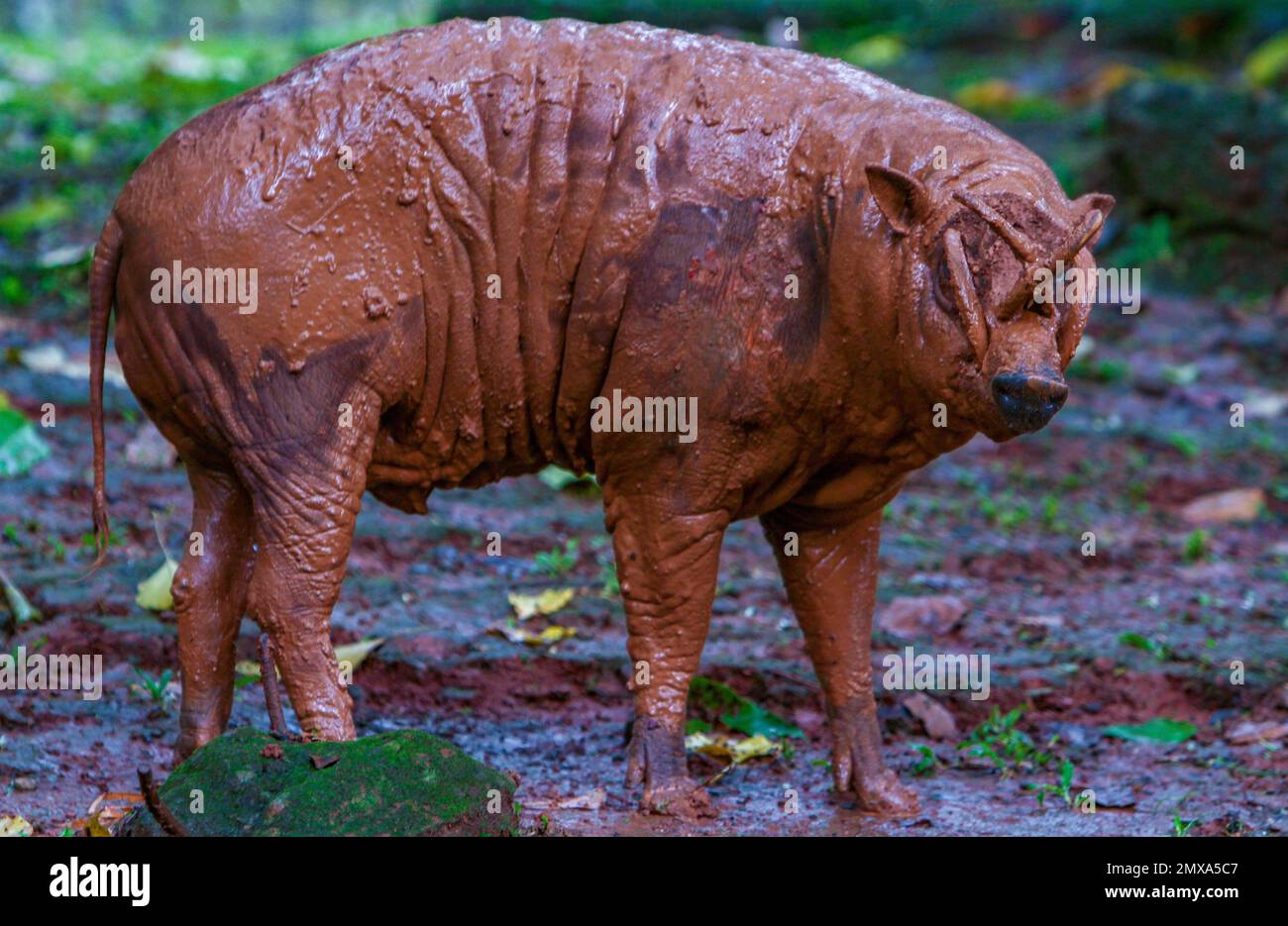Animal animals fangs hi-res stock photography and images - Alamy