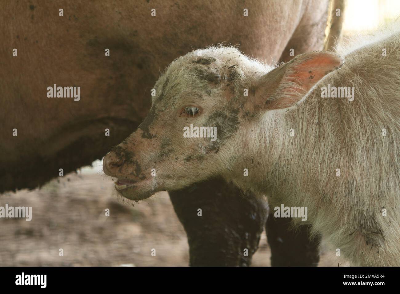 Beautiful bull hi-res stock photography and images - Alamy