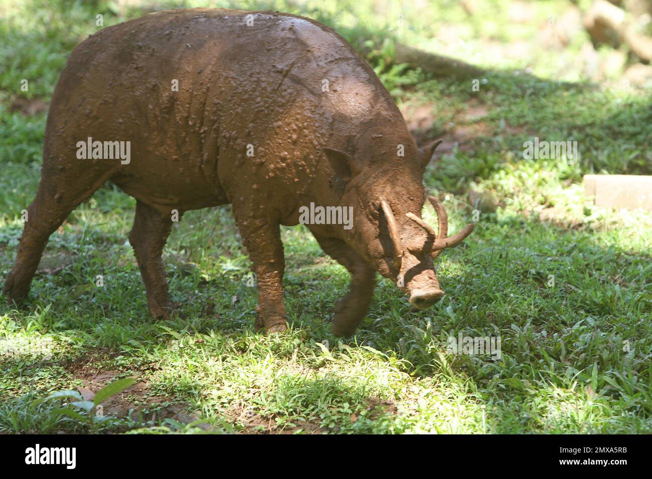 Pig yawning hi-res stock photography and images - Alamy