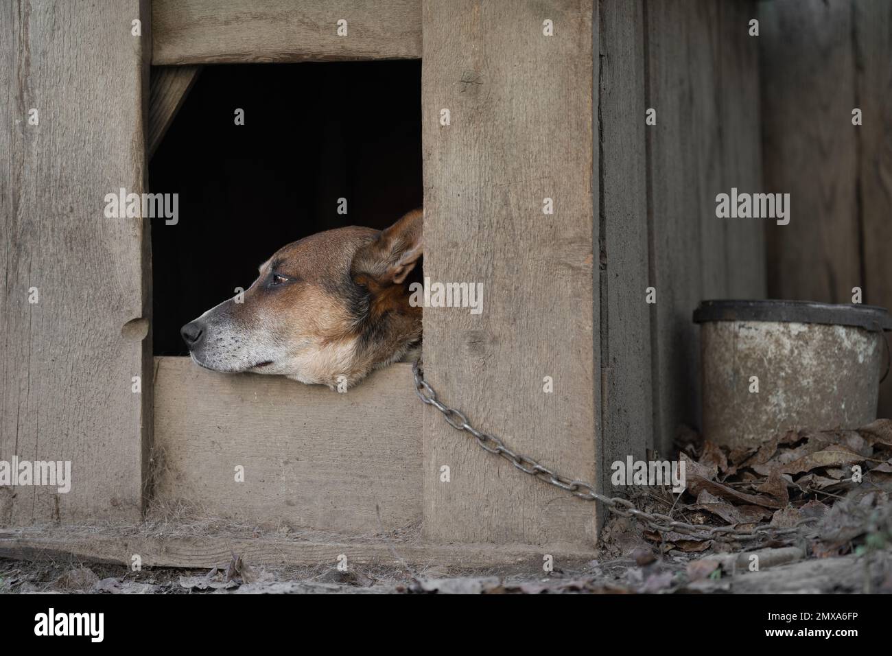 A lonely and sad guard dog on a chain near a dog house outdoors Stock ...