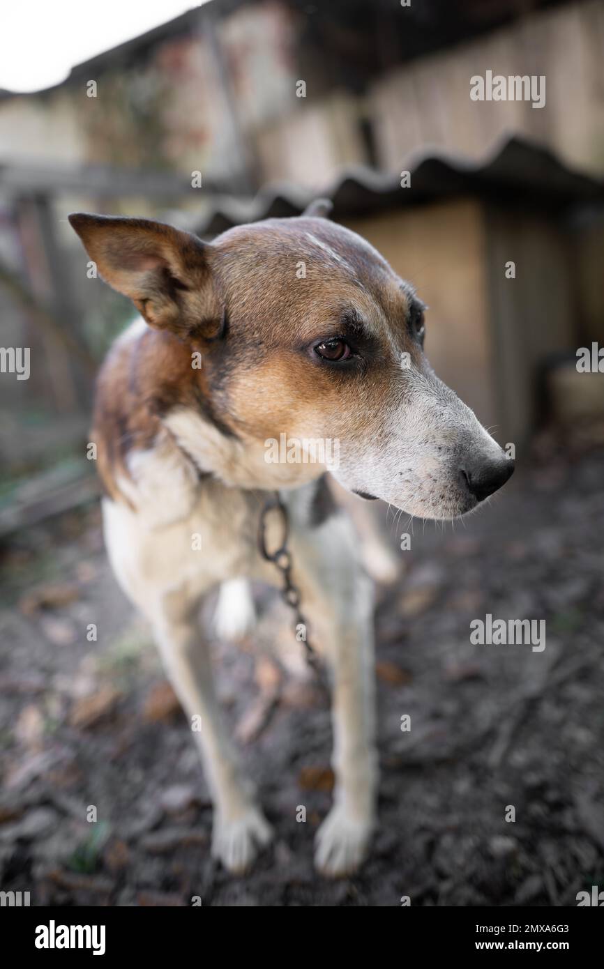 A lonely and sad guard dog on a chain near a dog house outdoors Stock ...