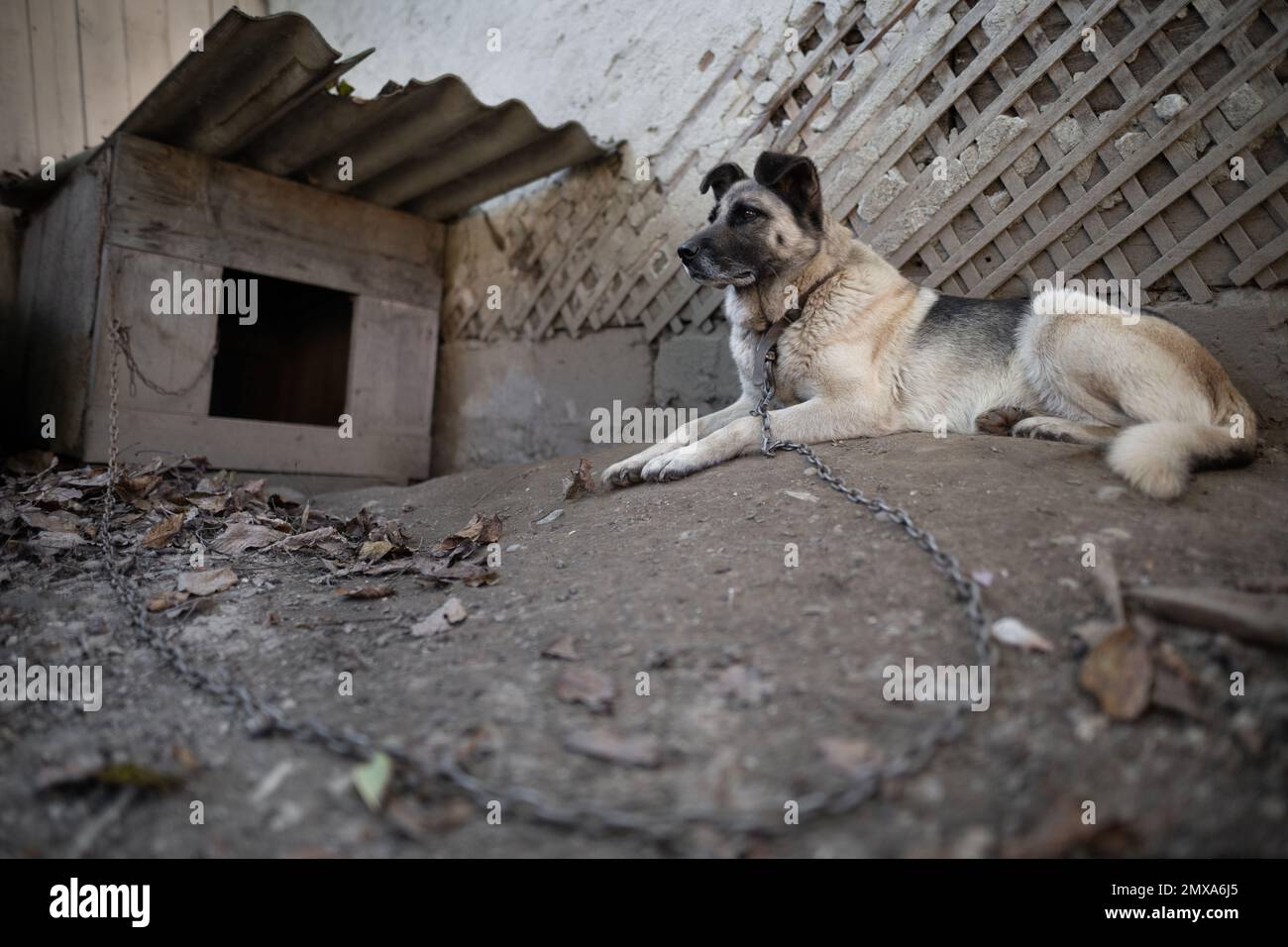 A lonely and sad guard dog on a chain near a dog house outdoors Stock ...