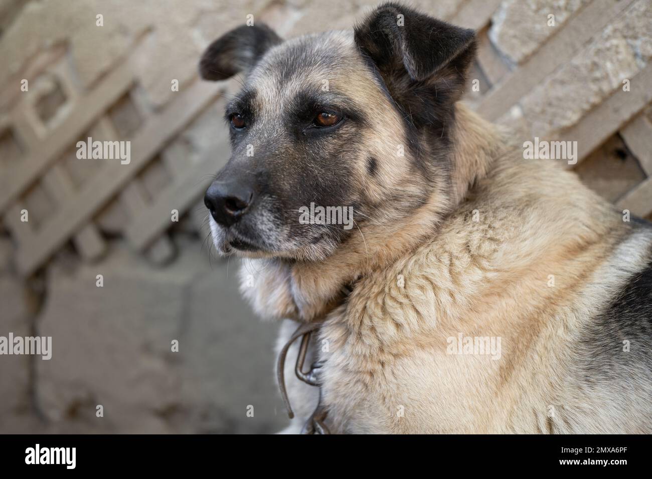 Security guard near house hi-res stock photography and images - Alamy