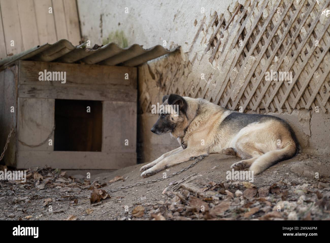 Sad village dog on chain hi-res stock photography and images - Alamy