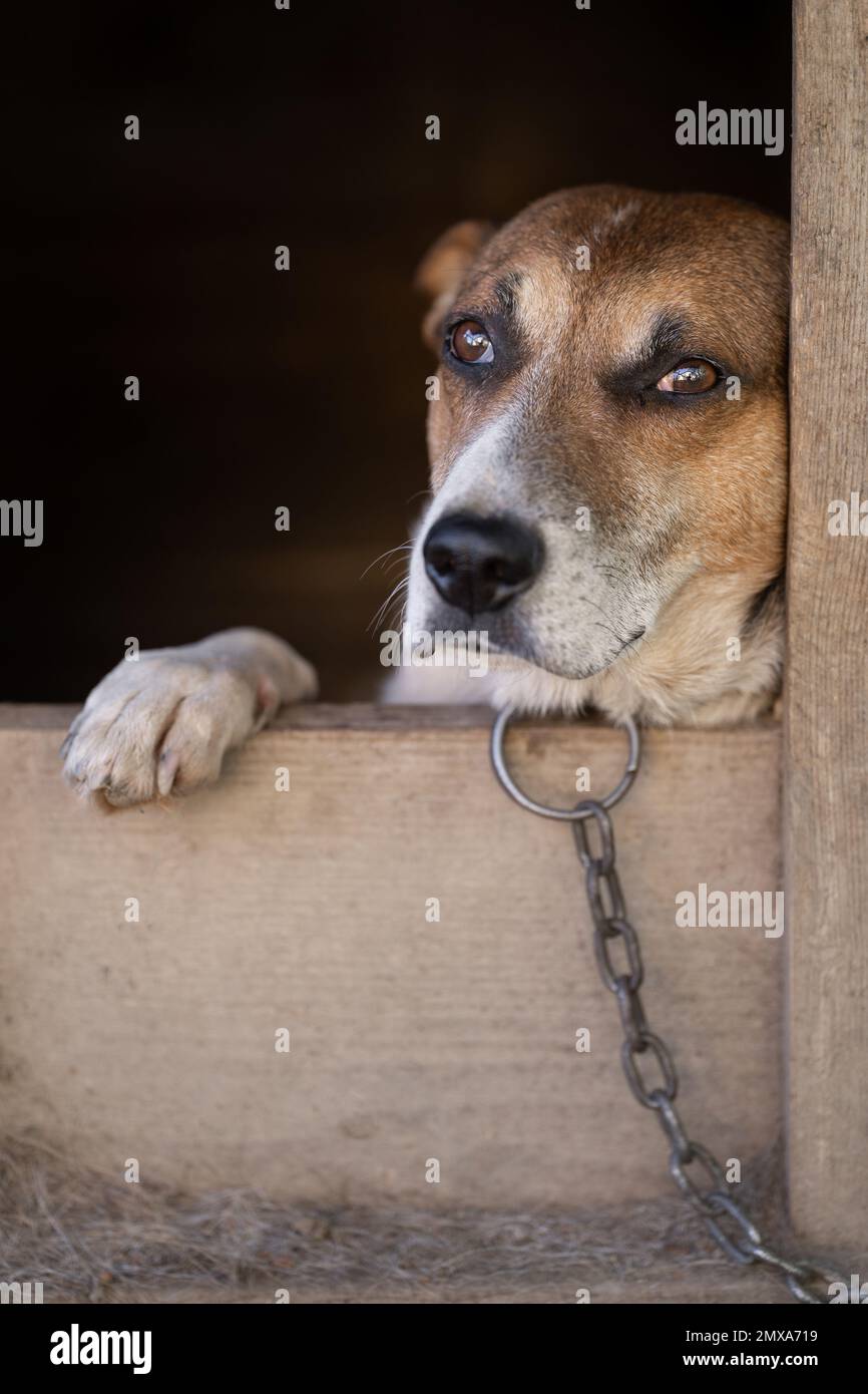 A lonely and sad guard dog on a chain near a dog house outdoors Stock ...